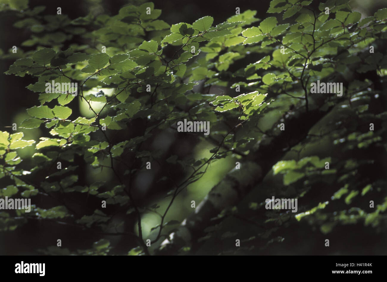 Beech, detail, twigs, leaves, spring wood, deciduous forest, broad ...