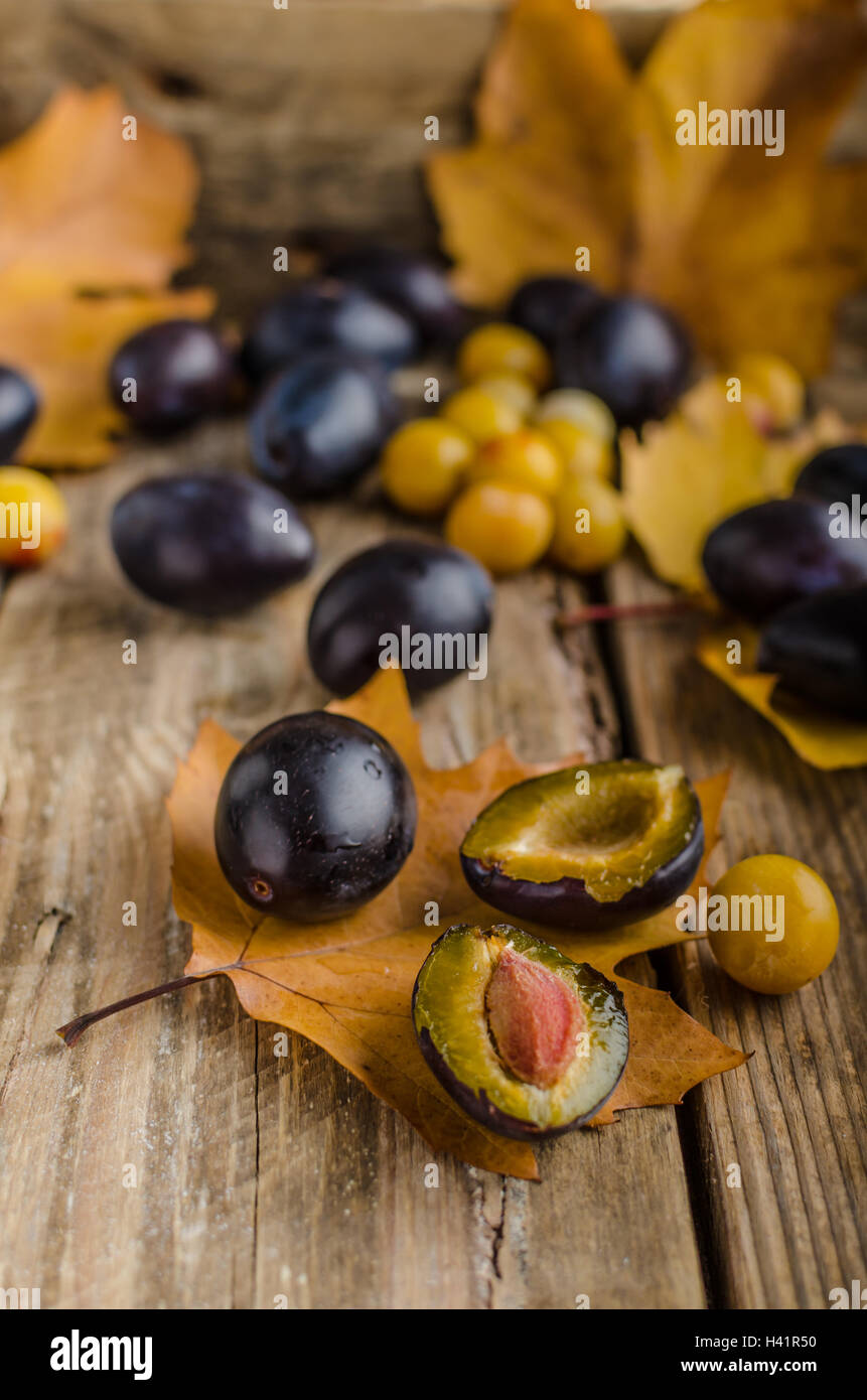 Freshly picked and washed plums from bio garden in basket Stock Photo ...