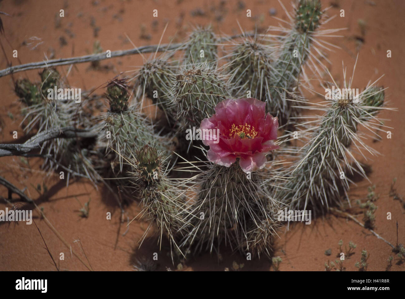 The USA, Utah, pariah Wilderness, wild floor, cacti, Opuntia spec ...