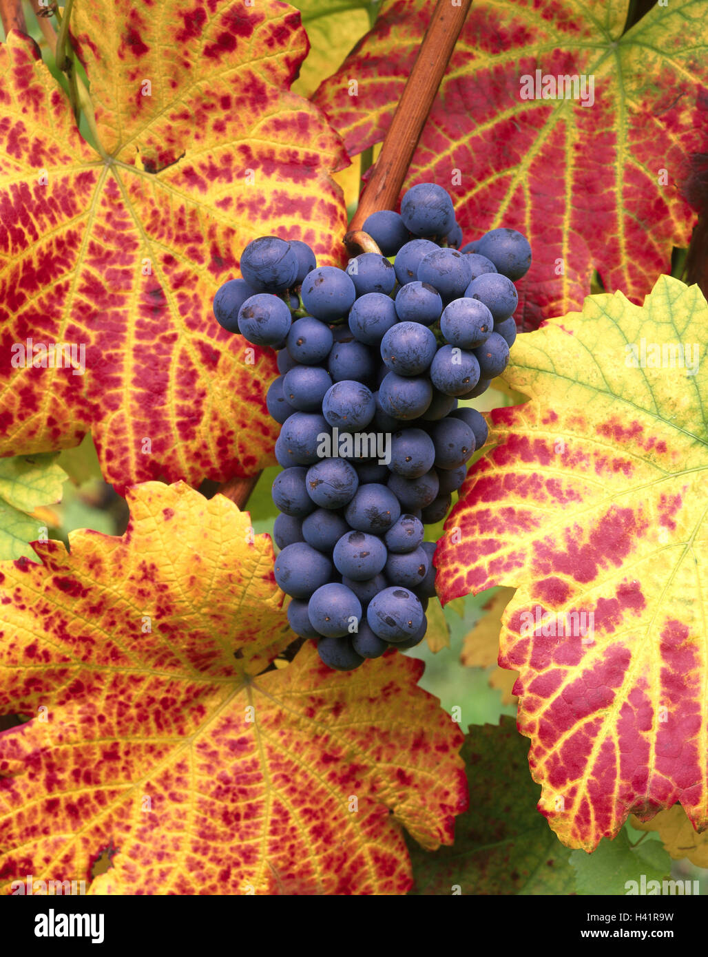 Spike fields hi-res stock photography and images - Alamy