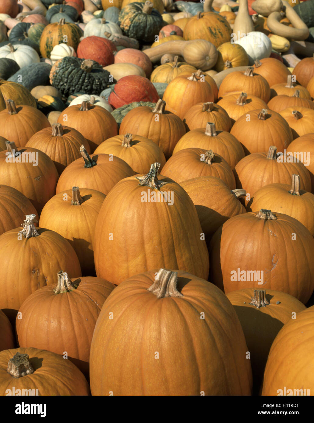 Pumpkin show, squashes, ornamental pumpkins, many, differently, Still ...