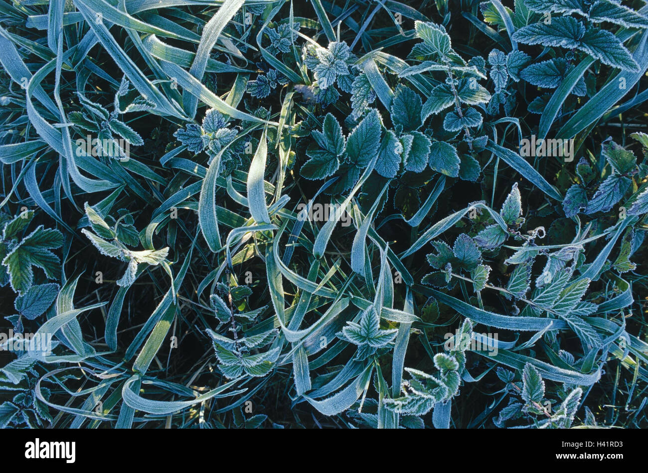 Meadow, grass, maturity grass, blades grass, stinging nettles, leaves ...