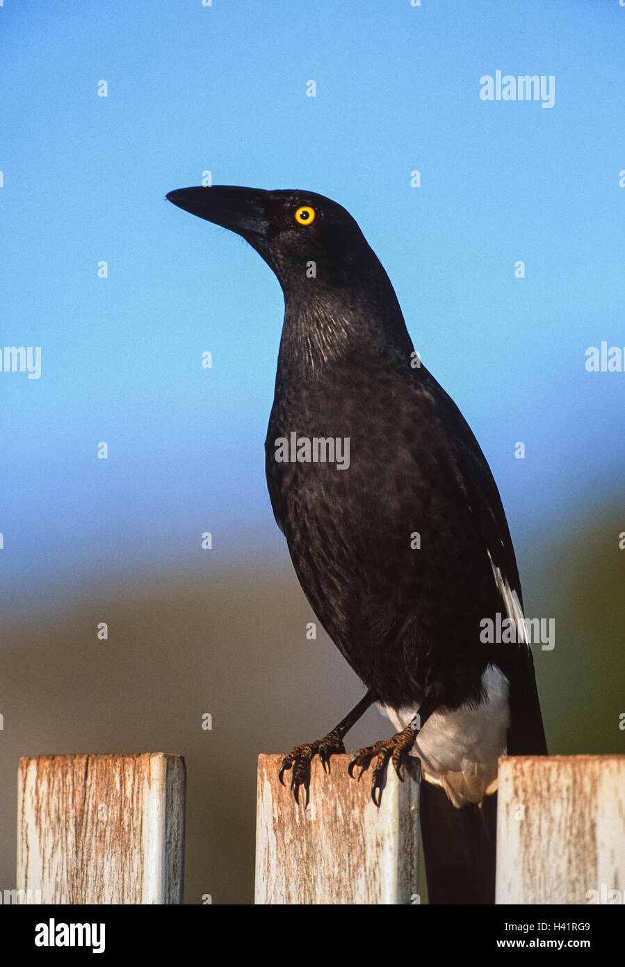 Australian butcher bird hi-res stock photography and images - Alamy