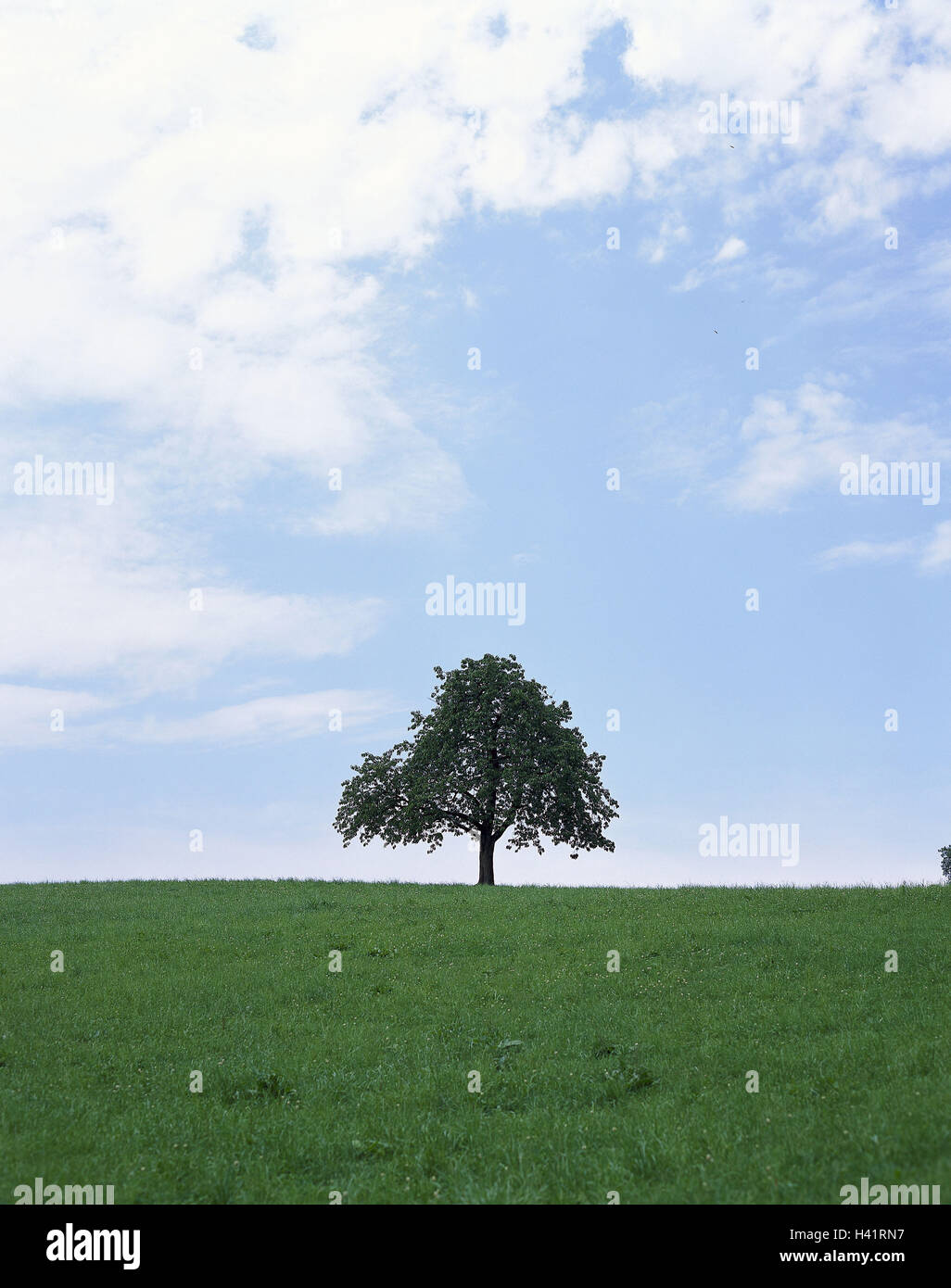 Field scenery, solitaire tree, Europe, Switzerland, Basel scenery way ...