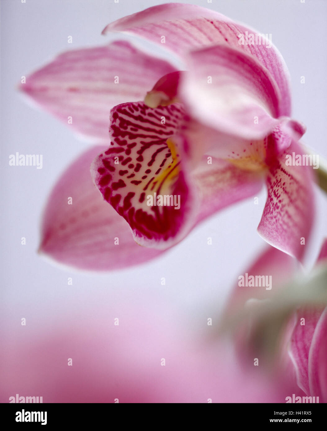 Orchid, Cymbidium spec., detail, blossom, red, plant, flower, Cymbidium ...