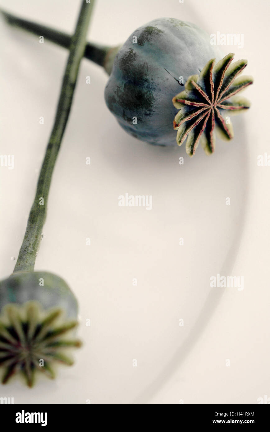 Poppy seed capsules hi-res stock photography and images - Alamy