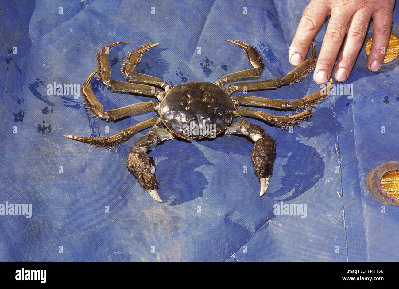 Germany, bath Bederkesa, harbour, Chinese wool hand crab, Eriochirus ...