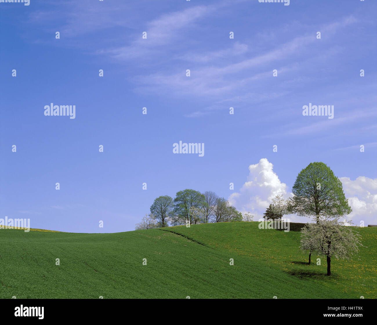 Switzerland, canton Bern, Emmental, field scenery, group trees, spring ...