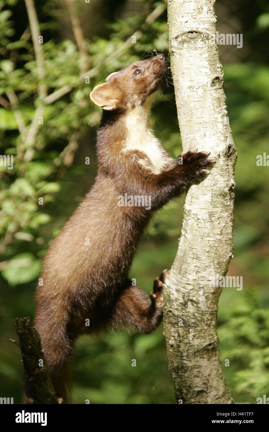 Wood, pine marten, Martes martes, tree, climb, side view, animal world ...