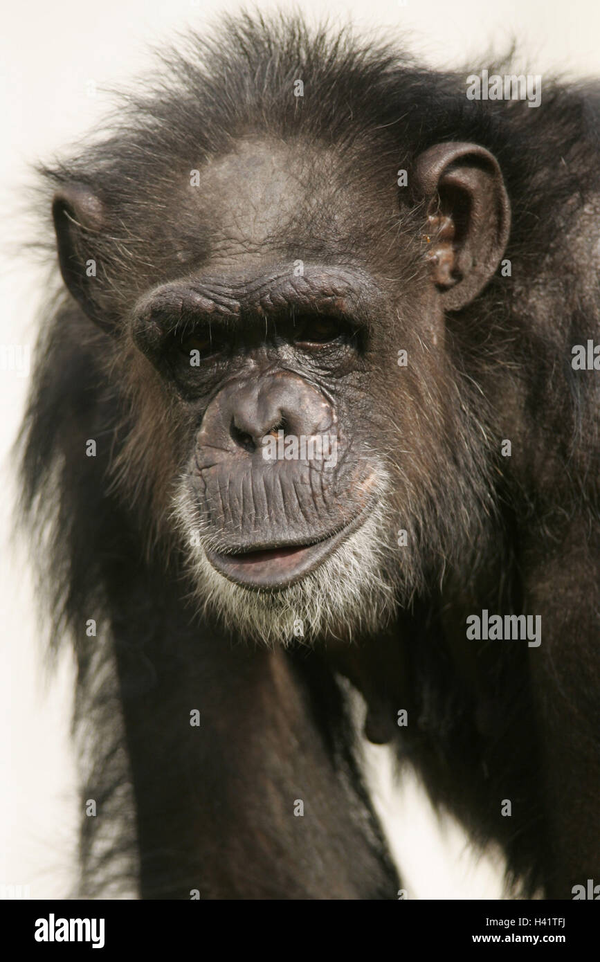 Zoo, chimpanzee, Pan troglodytes, portrait, animal park, animals ...