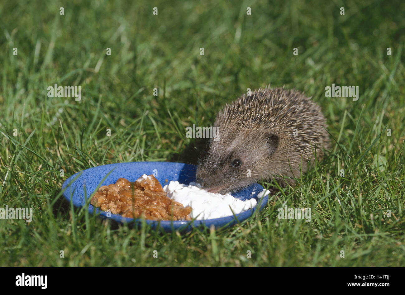 Cats lining hi-res stock photography and images - Alamy