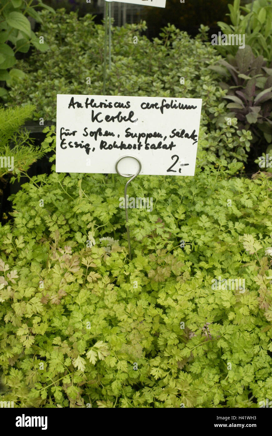 Market stall, sales, spice plants, chervil, Anthriscus cerefolium, sign ...