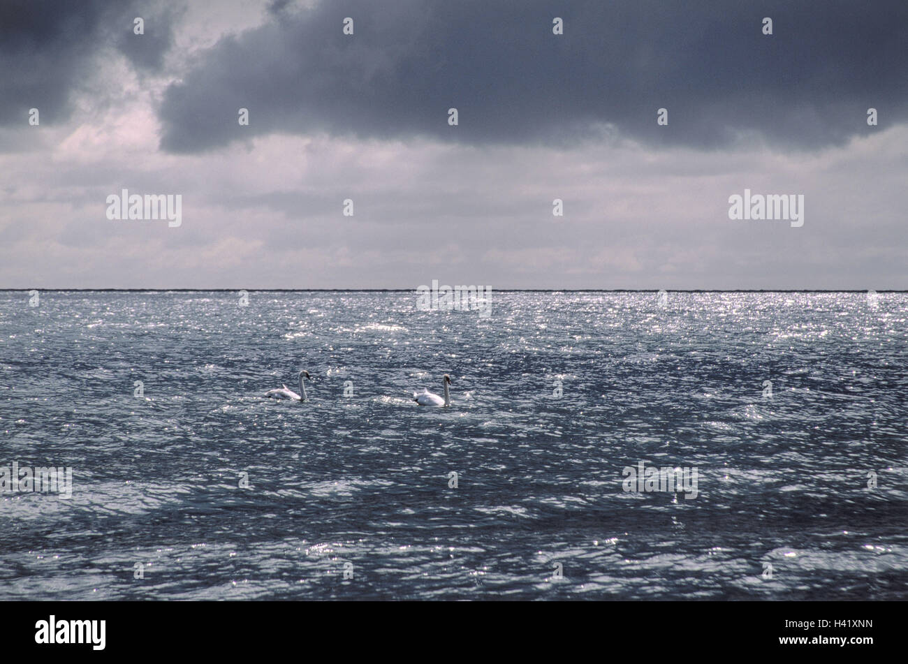 Sea, swans, stormy atmosphere, animals, animals, birds, water birds ...