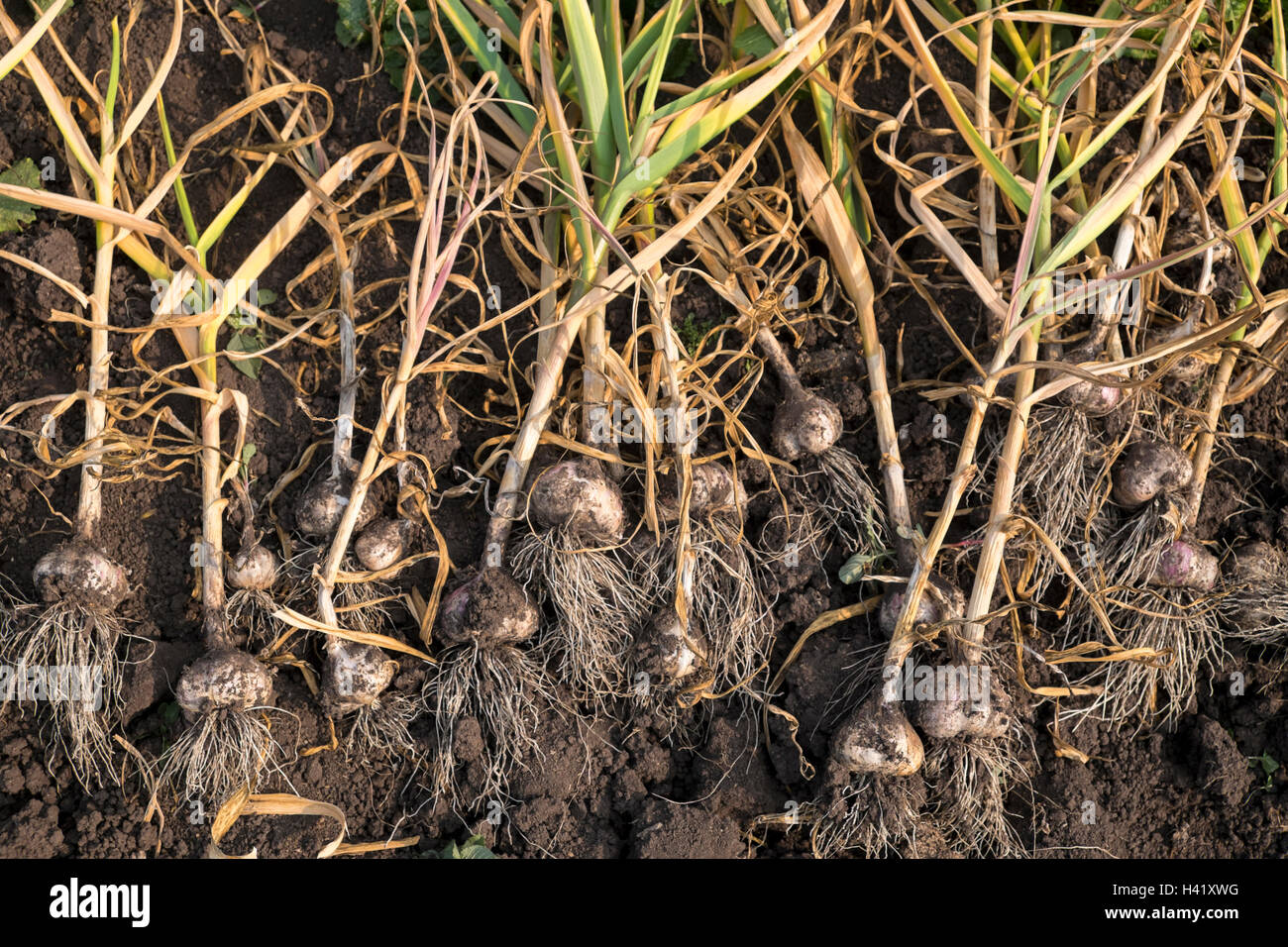 Bulbs laying in soil Stock Photo - Alamy