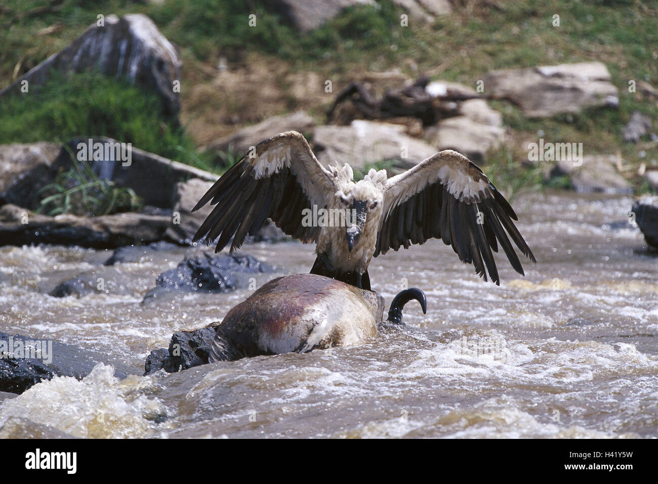 river, animal corpse, gnu, white back vulture, Gyps africanus, nature ...