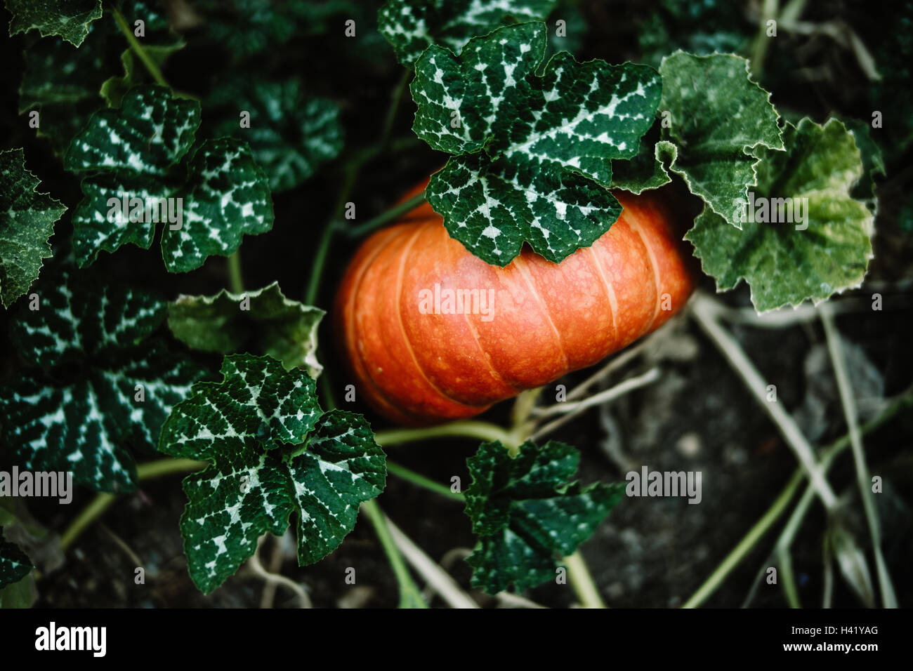 Pumpkin growing in pumpkin patch, california, United States Stock Photo ...