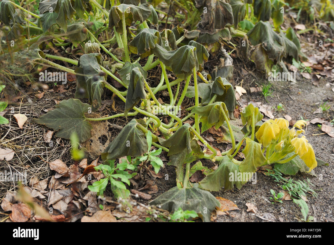 The leaves of the squash after the first frost Stock Photo - Alamy