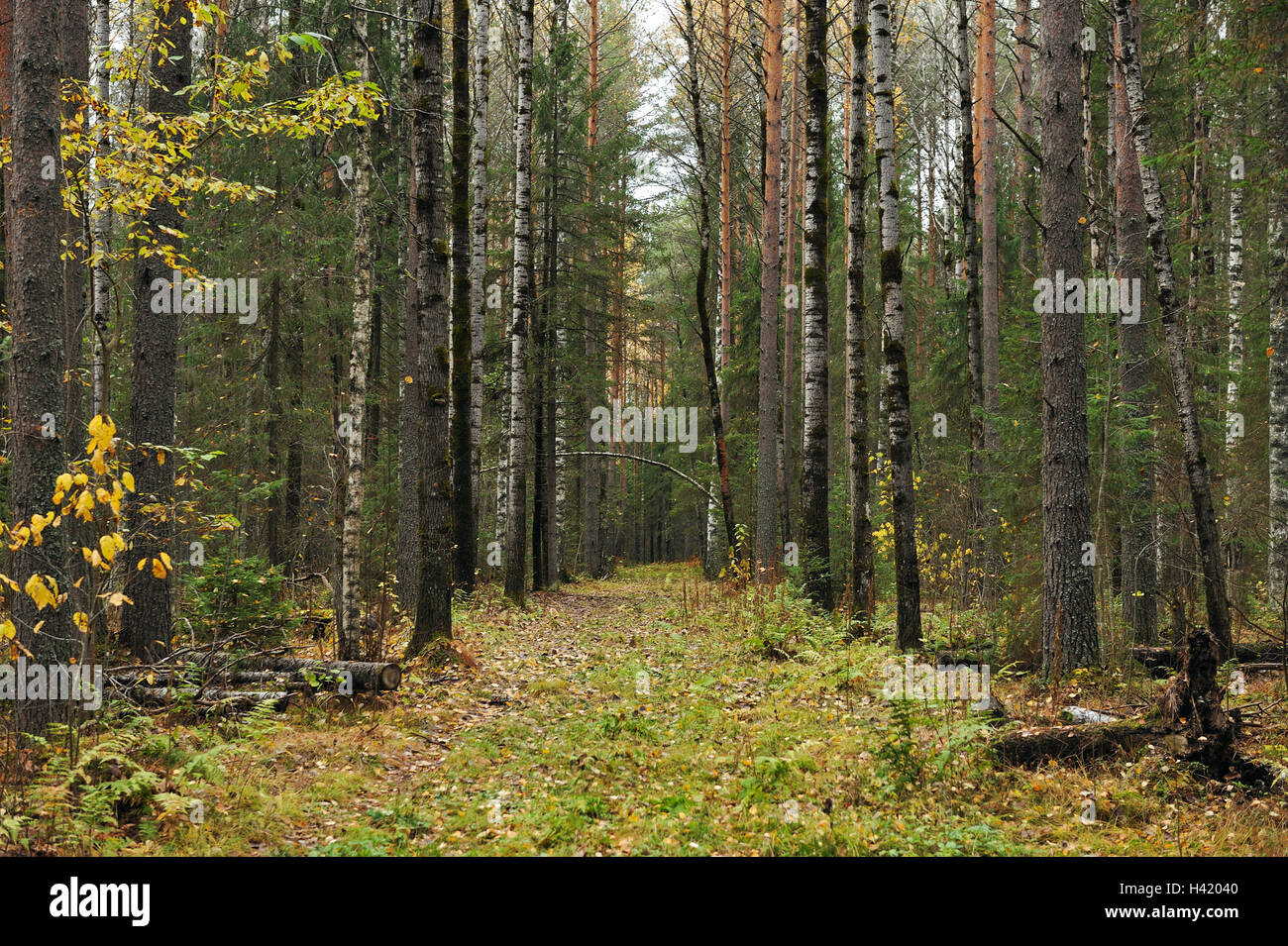 Scenic forest path tall pine hi-res stock photography and images - Alamy