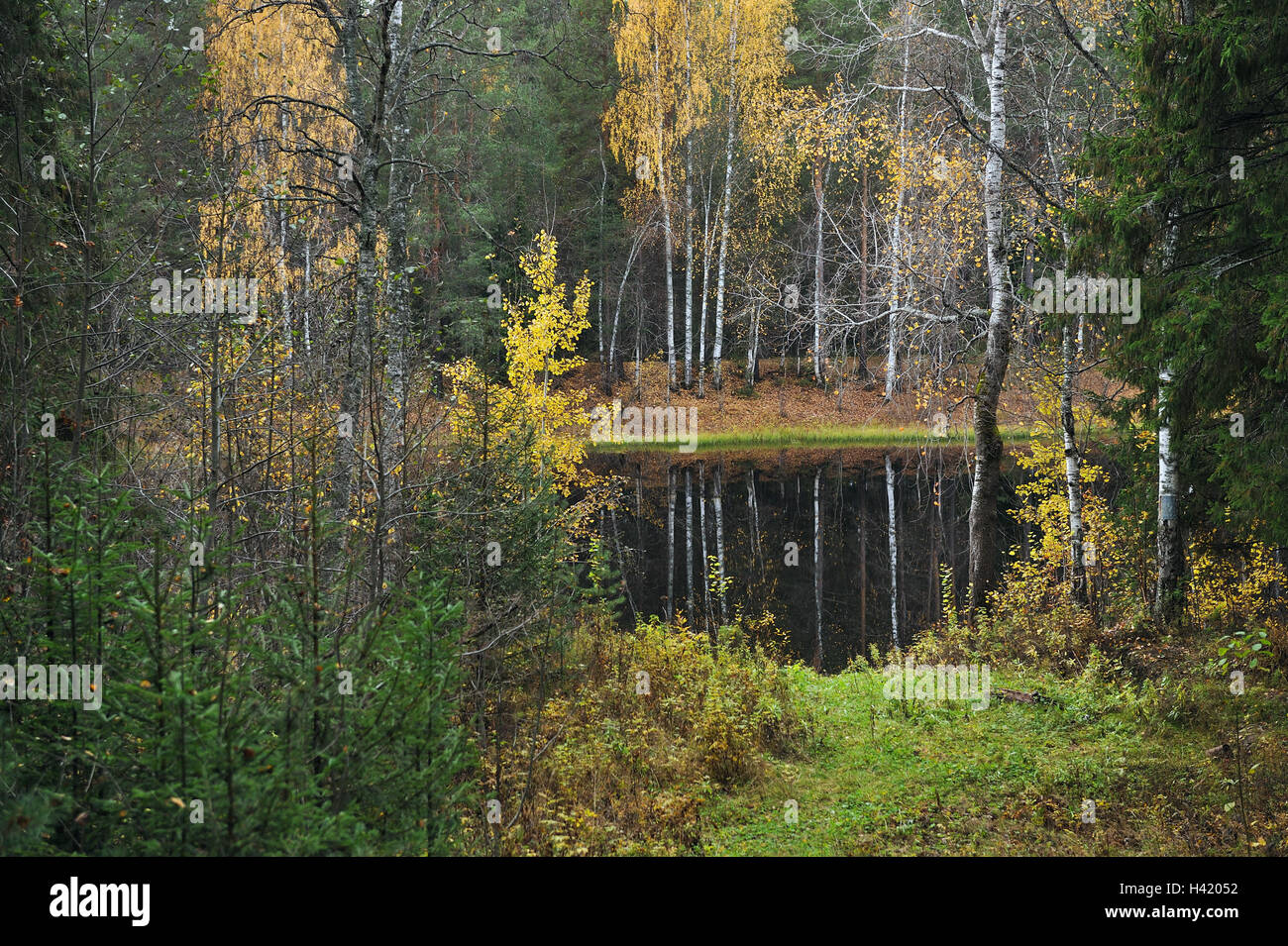 Taiga lake in the middle of autumn Stock Photo - Alamy