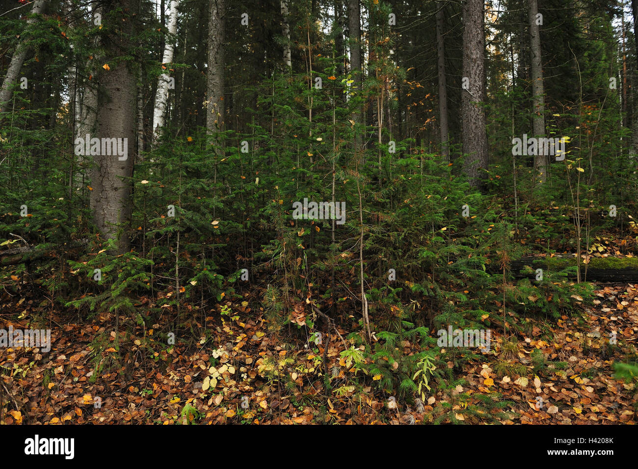 Forest in the middle of autumn Stock Photo - Alamy