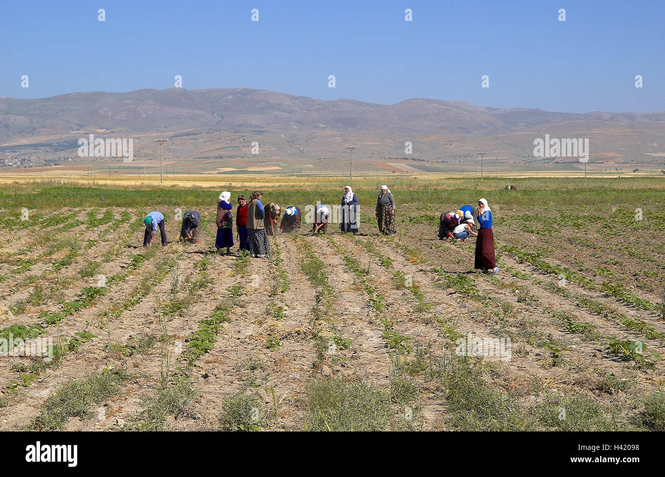 Turkey Workers Work In The Fields No Model Release South East Europe Mediterranean Coast turkey-workers-work-in-the-fields-no-model-release-south-east-europe-mediterranean-coast
