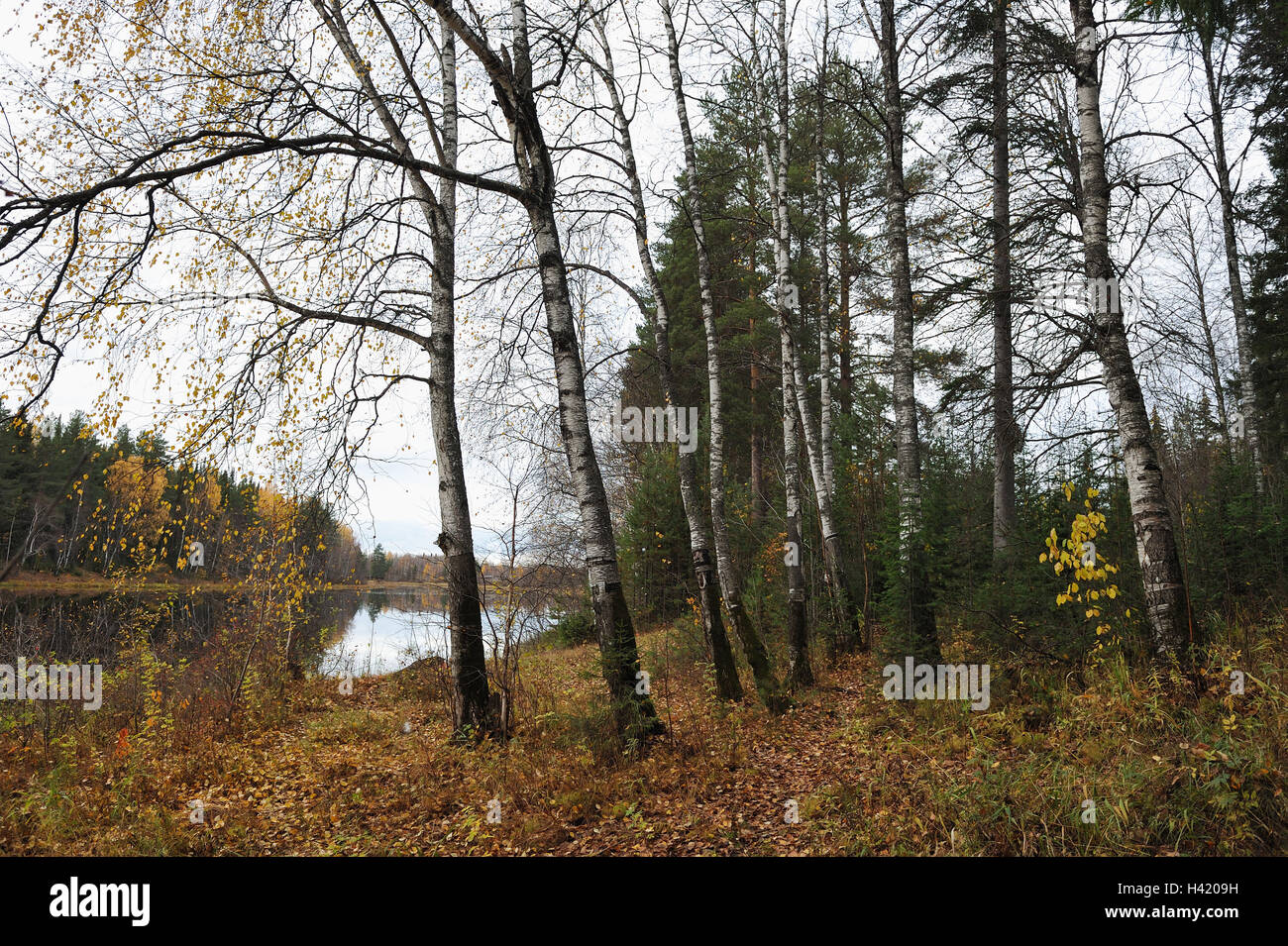 Taiga lake in the middle of autumn Stock Photo - Alamy