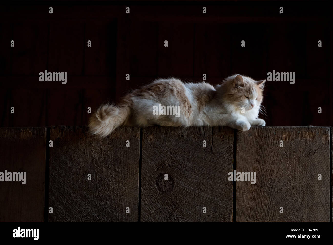 Cat sleeping in barn Stock Photo - Alamy