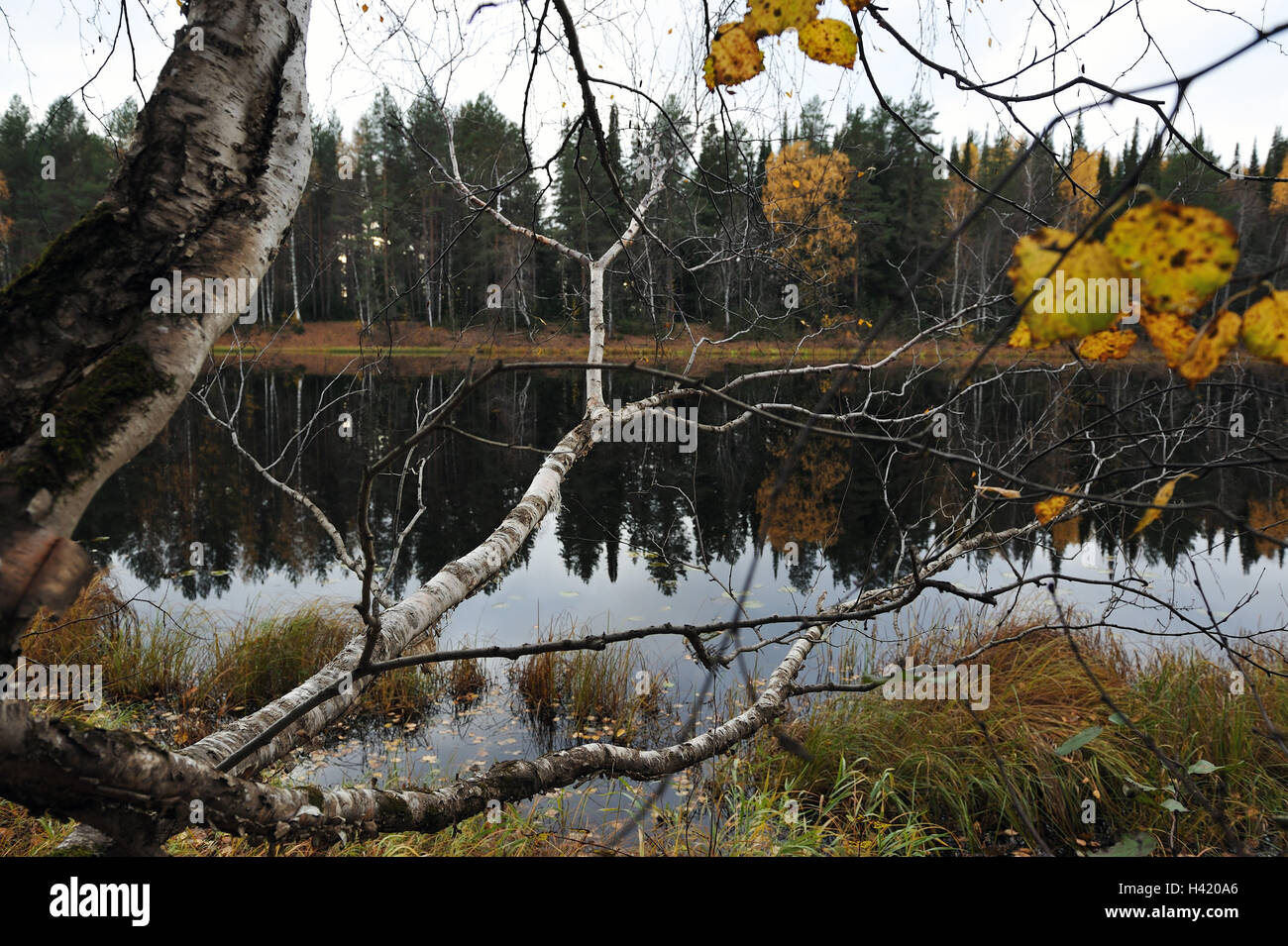 Taiga lake in the middle of autumn Stock Photo - Alamy