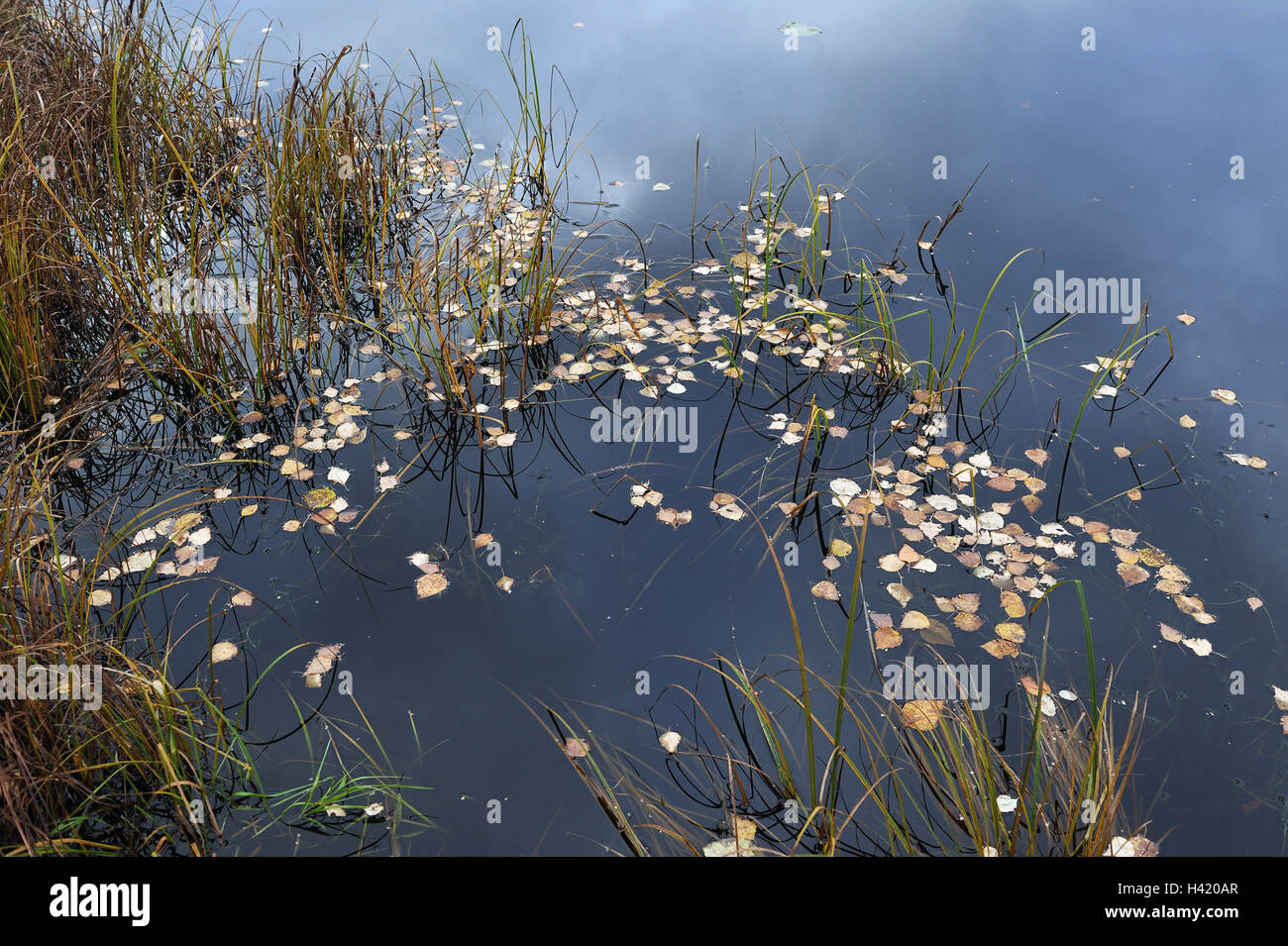 Ponds in the middle of the forest hi-res stock photography and images ...