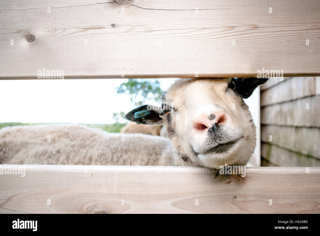 Looking at the fence hi-res stock photography and images - Alamy