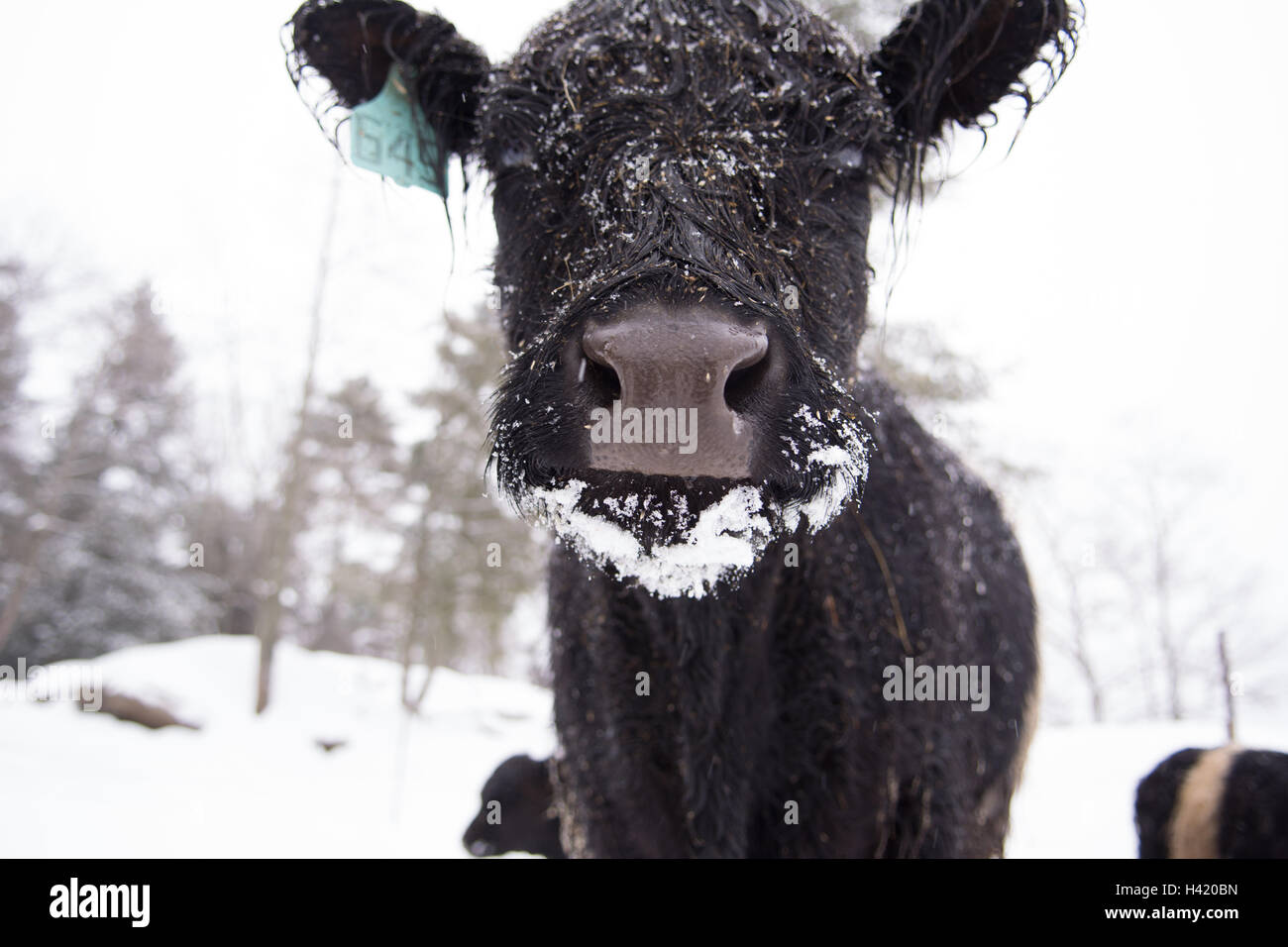 Belted galloway cow in snow hi-res stock photography and images - Alamy