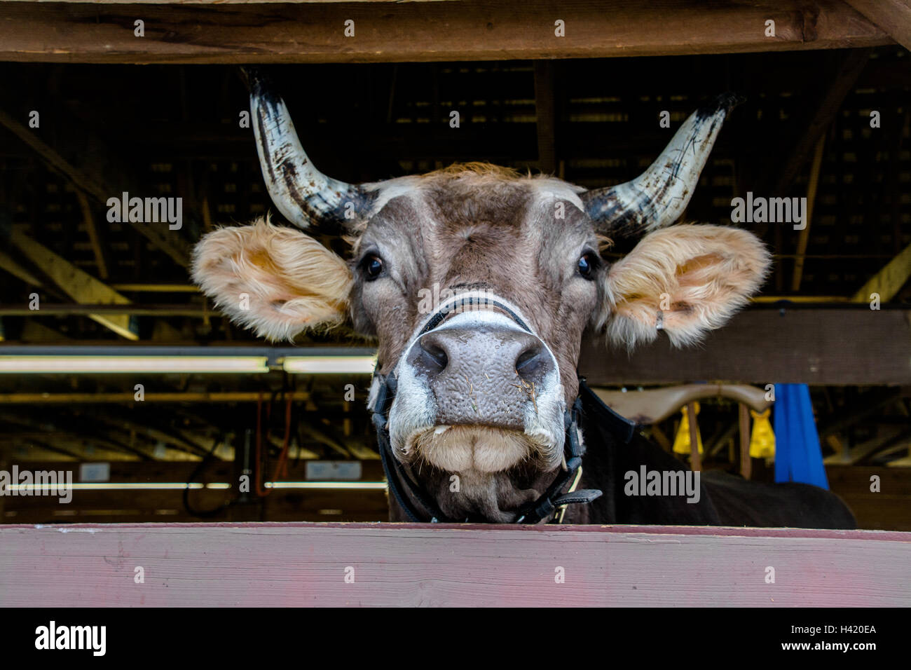 Close up of a cow looking at the camera hi-res stock photography and ...