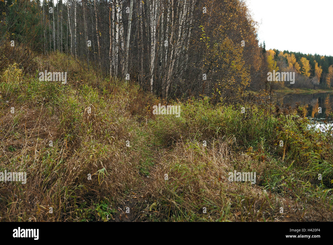 Taiga lake in the middle of autumn Stock Photo - Alamy