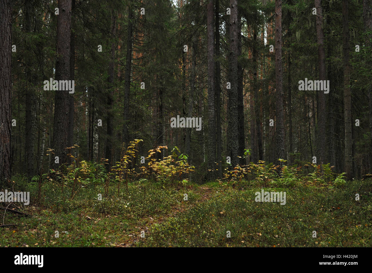 Scenic forest path tall pine hi-res stock photography and images - Alamy