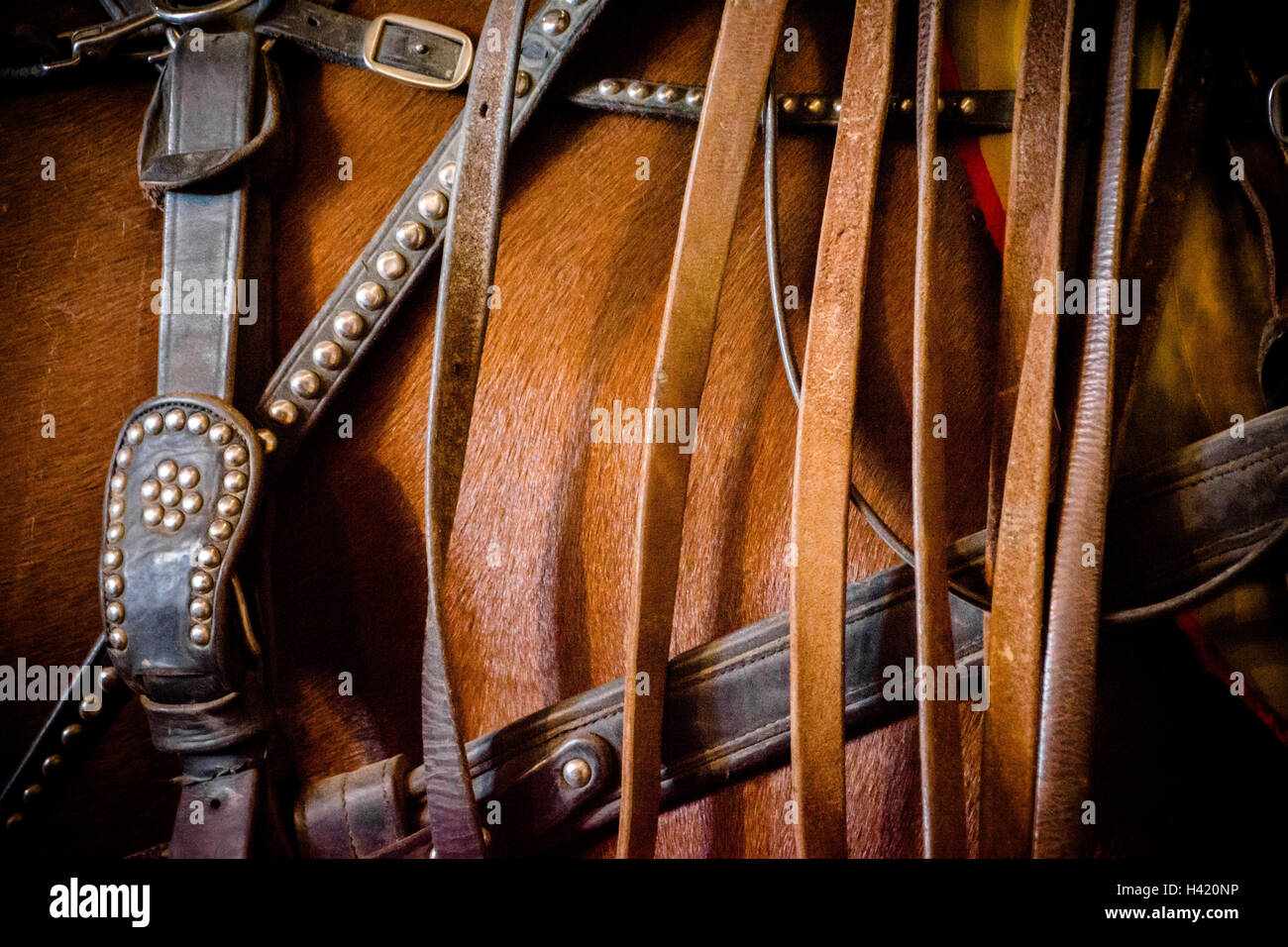 Tack animal hi-res stock photography and images - Alamy