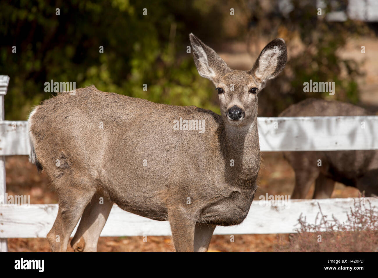 Deer looks at camera Stock Photo - Alamy