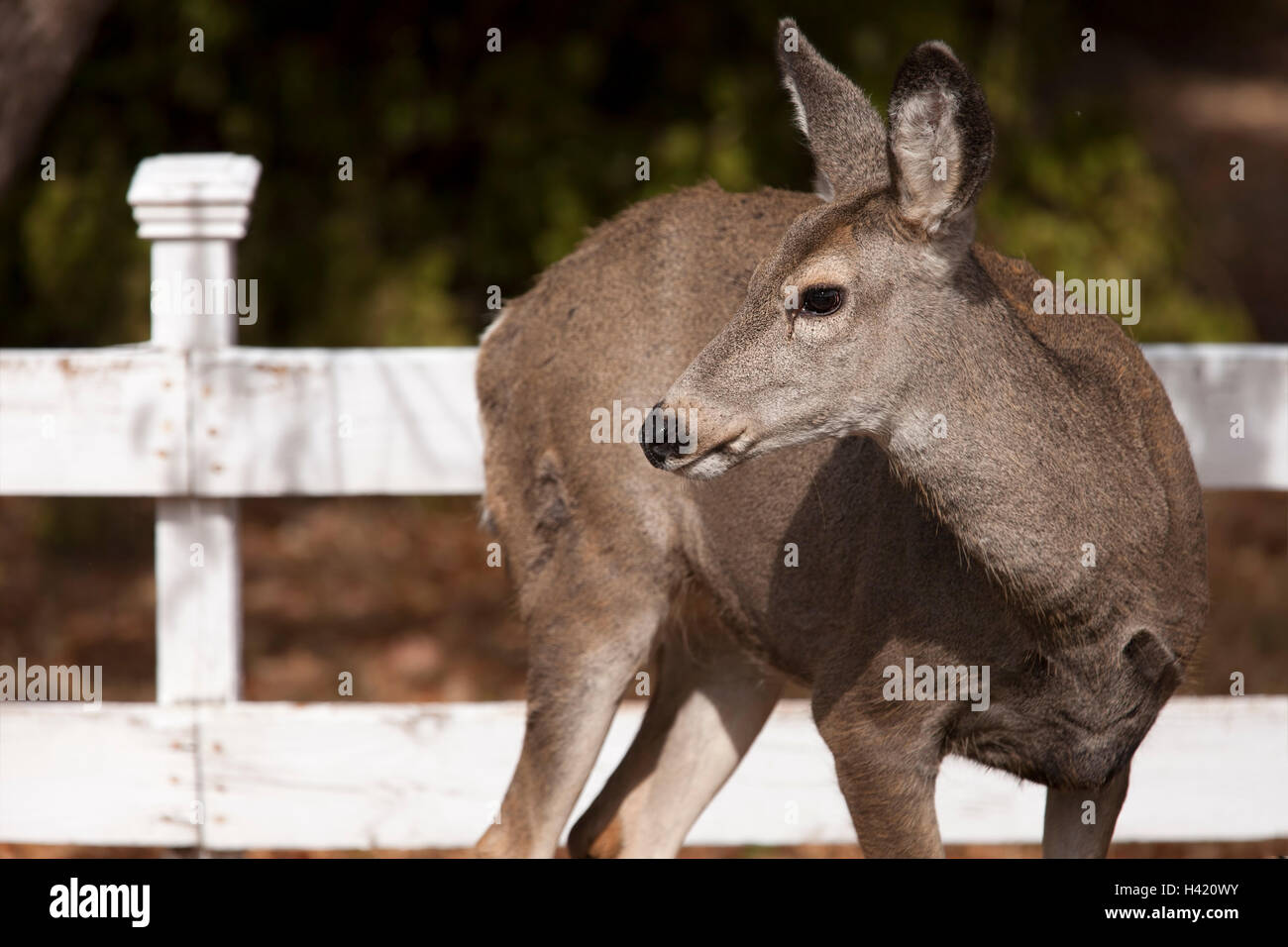 Deer looks off to the side Stock Photo - Alamy