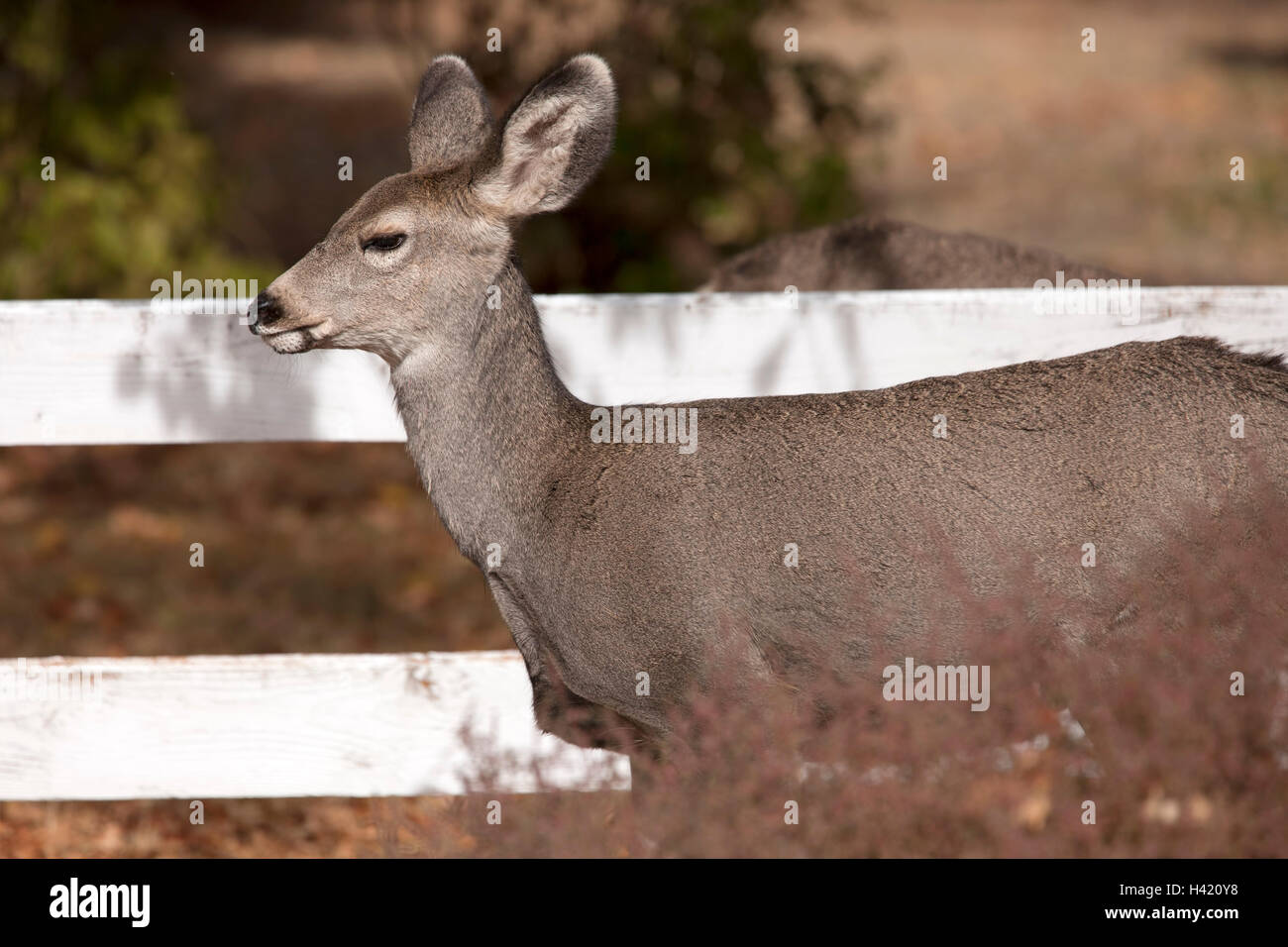 Side view of white tail deer Stock Photo - Alamy