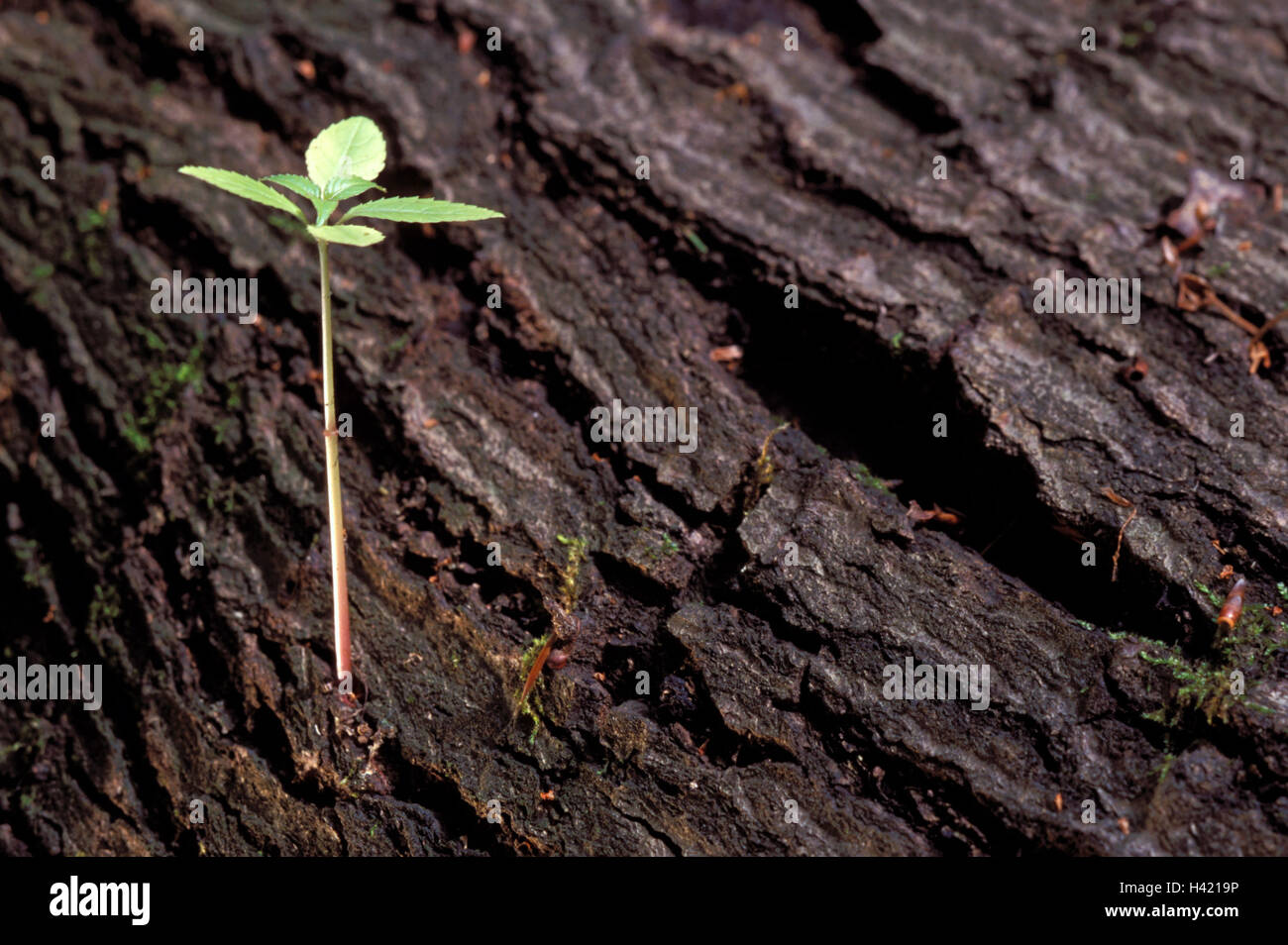 Bark, Keimling, tree, tree bark, crust, plant, young, instinct, sprout ...