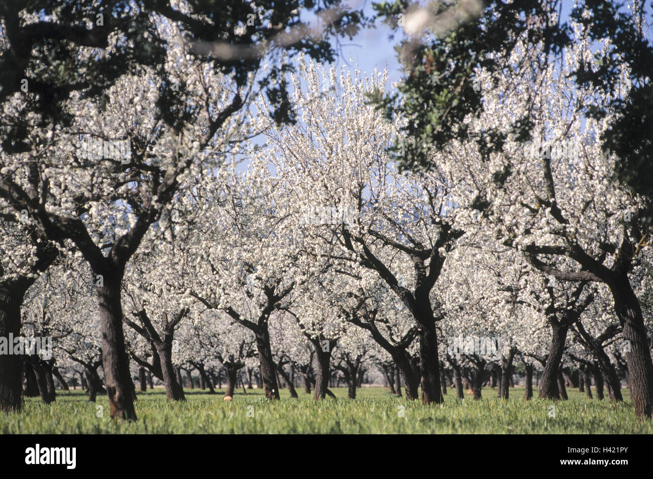 Spain, Majorca, plantation, almond trees, blossom, spring, the ...