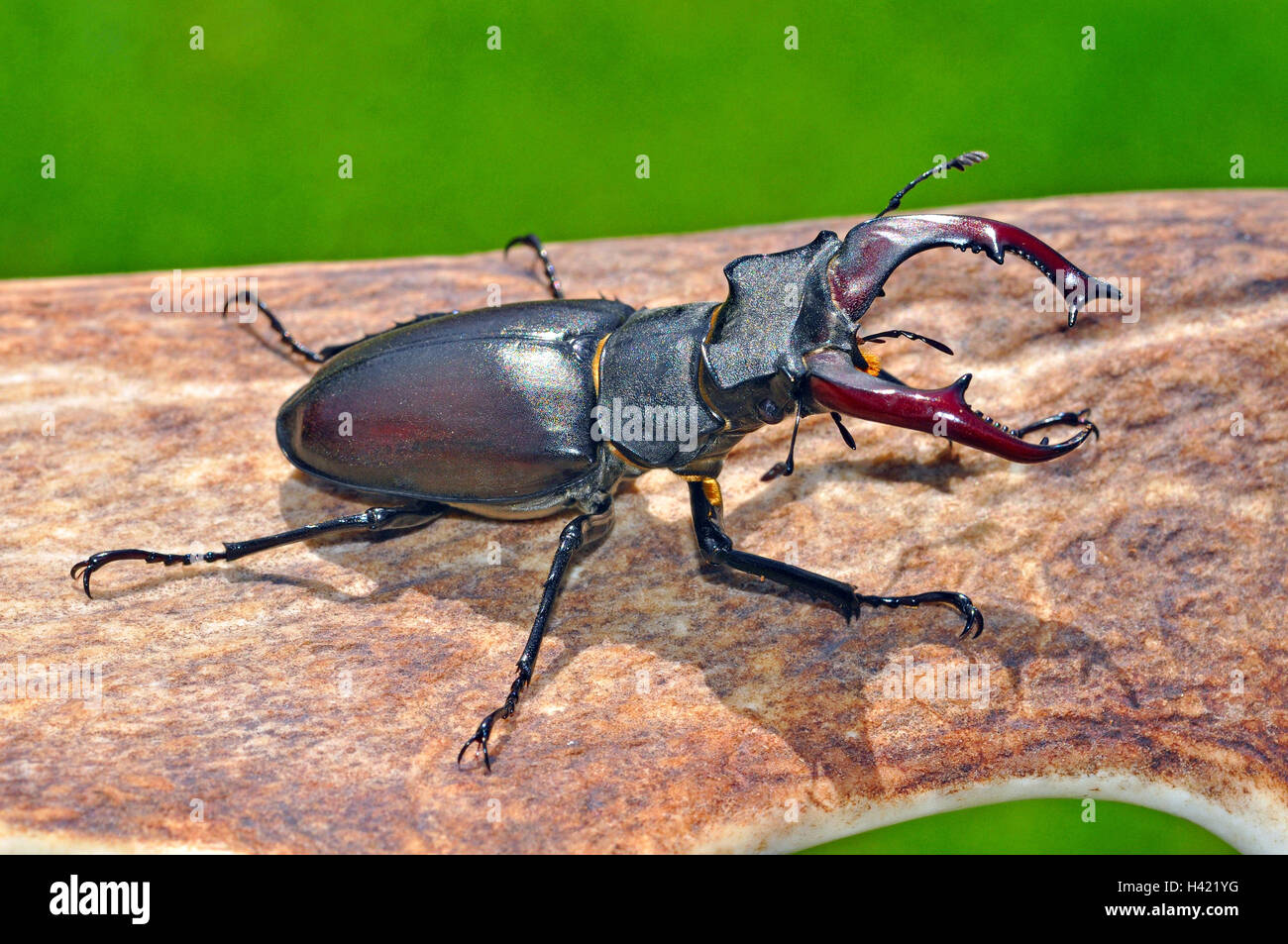 Male beetle deer hi-res stock photography and images - Alamy