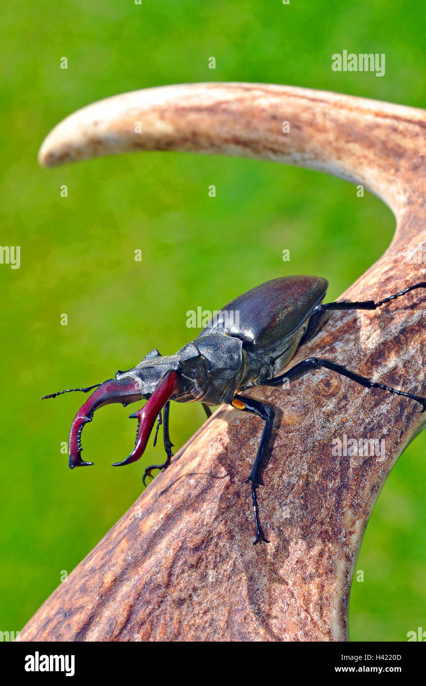 Stag beetle, male photographed on a deer antler in Hampshire England ...
