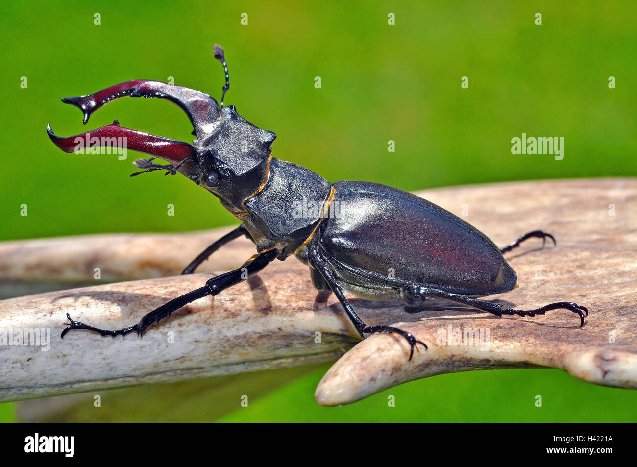 Deer beetle hi-res stock photography and images - Alamy