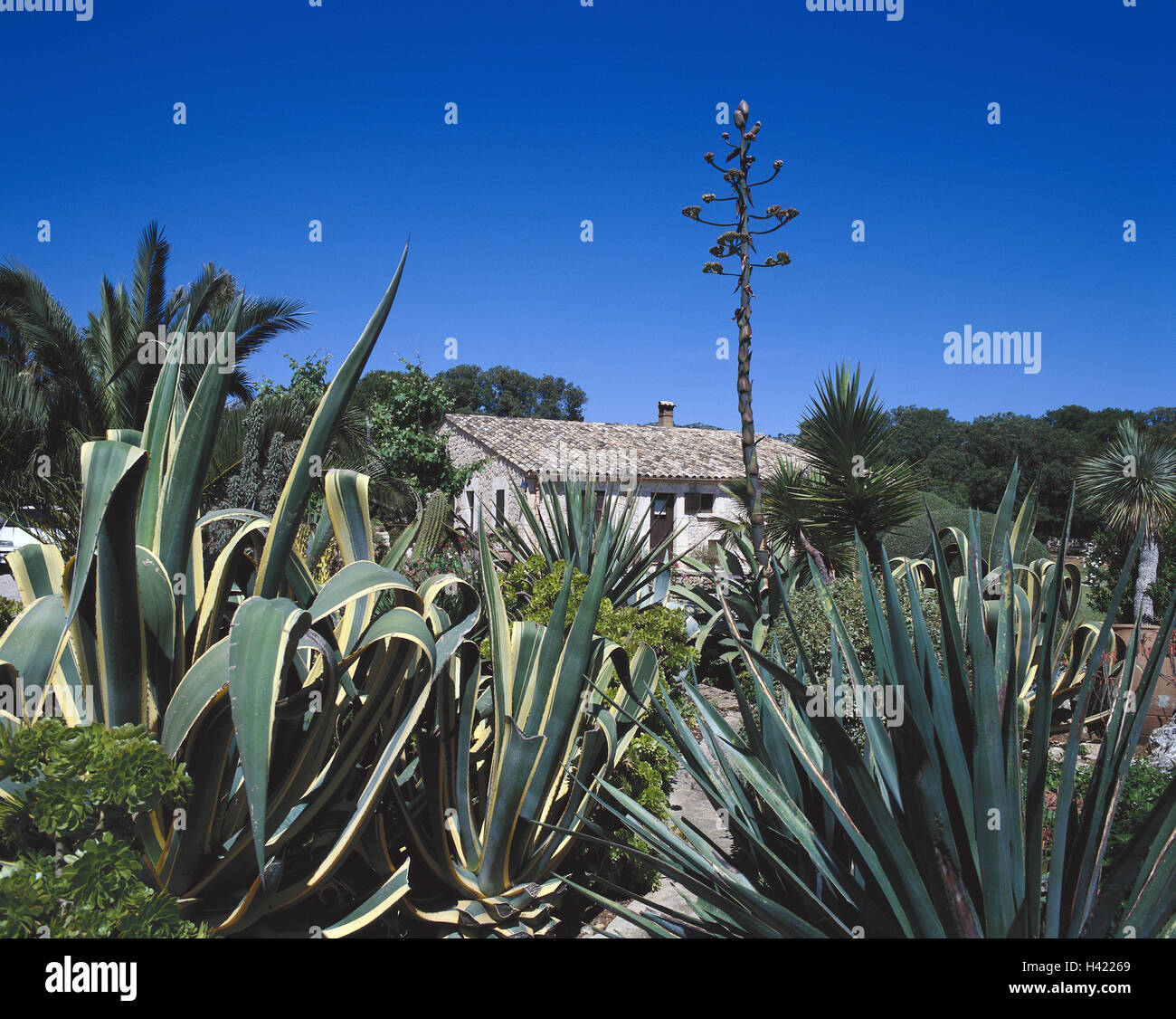 Spain, the Balearic Islands, island Majorca, Finca, garden, Europe ...