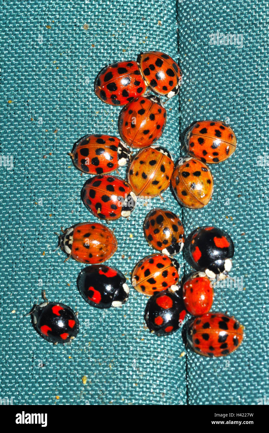 Hibernating Bug High Resolution Stock Photography and Images - Alamy