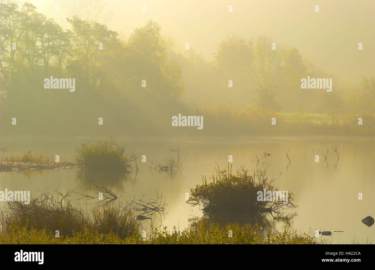 Marsh scenery, fog, nature, scenery, marsh, marshland, brook, water ...