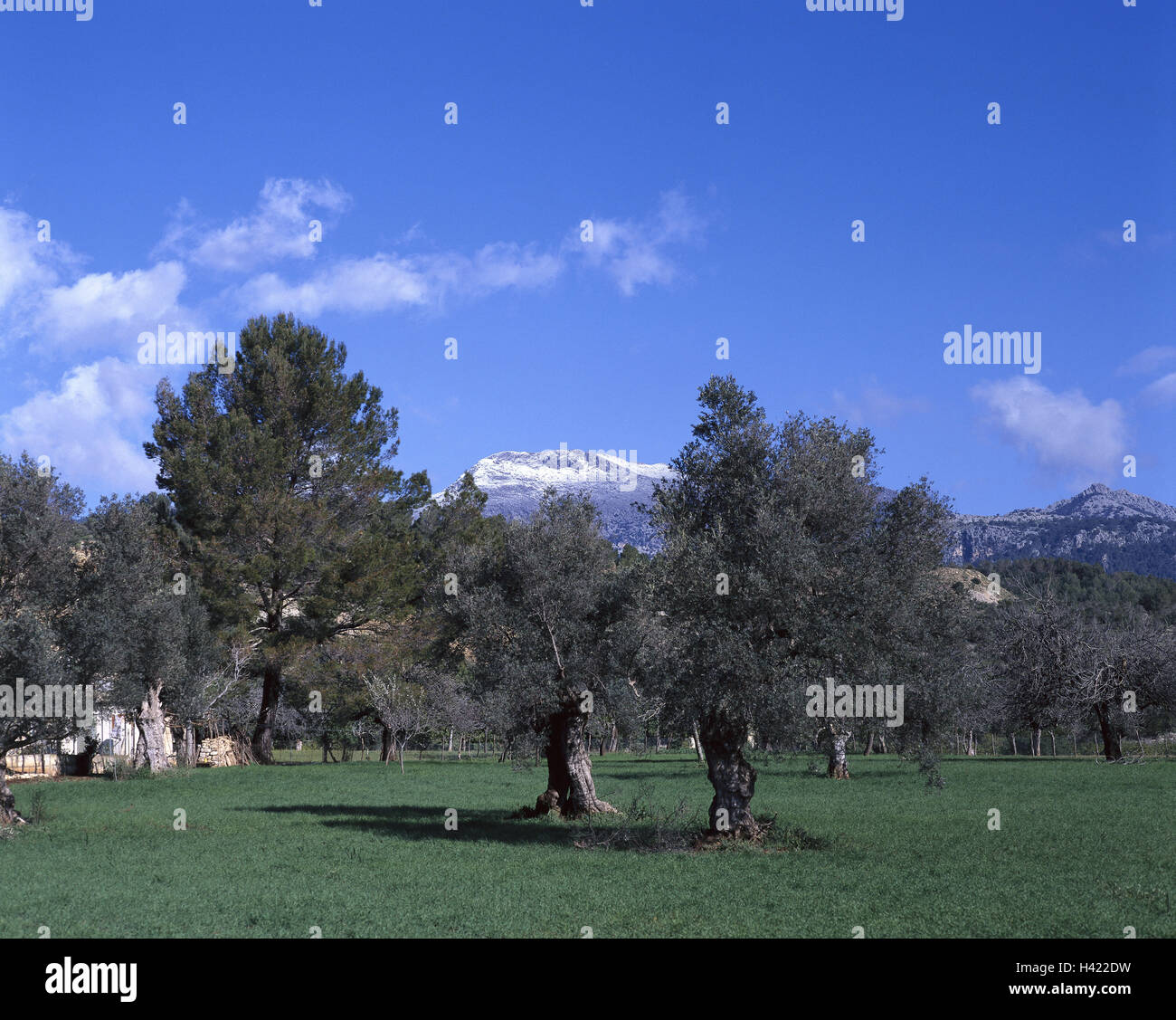 Spain, the Balearic Islands, island Majorca, Lloseta, garden, trees ...