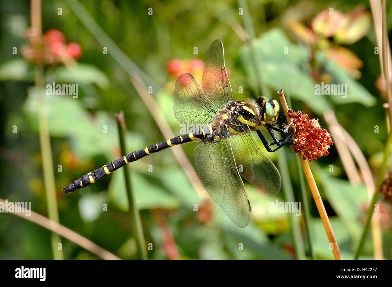 Golden Ringed Dragonfly (Cordulegaster boltonii Stock Photo - Alamy