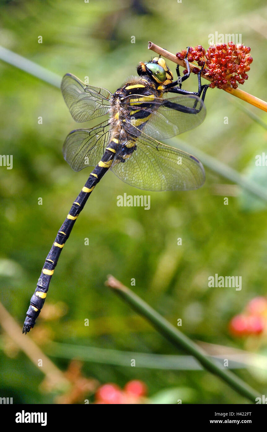 Golden Ringed Dragonfly (Cordulegaster boltonii Stock Photo - Alamy