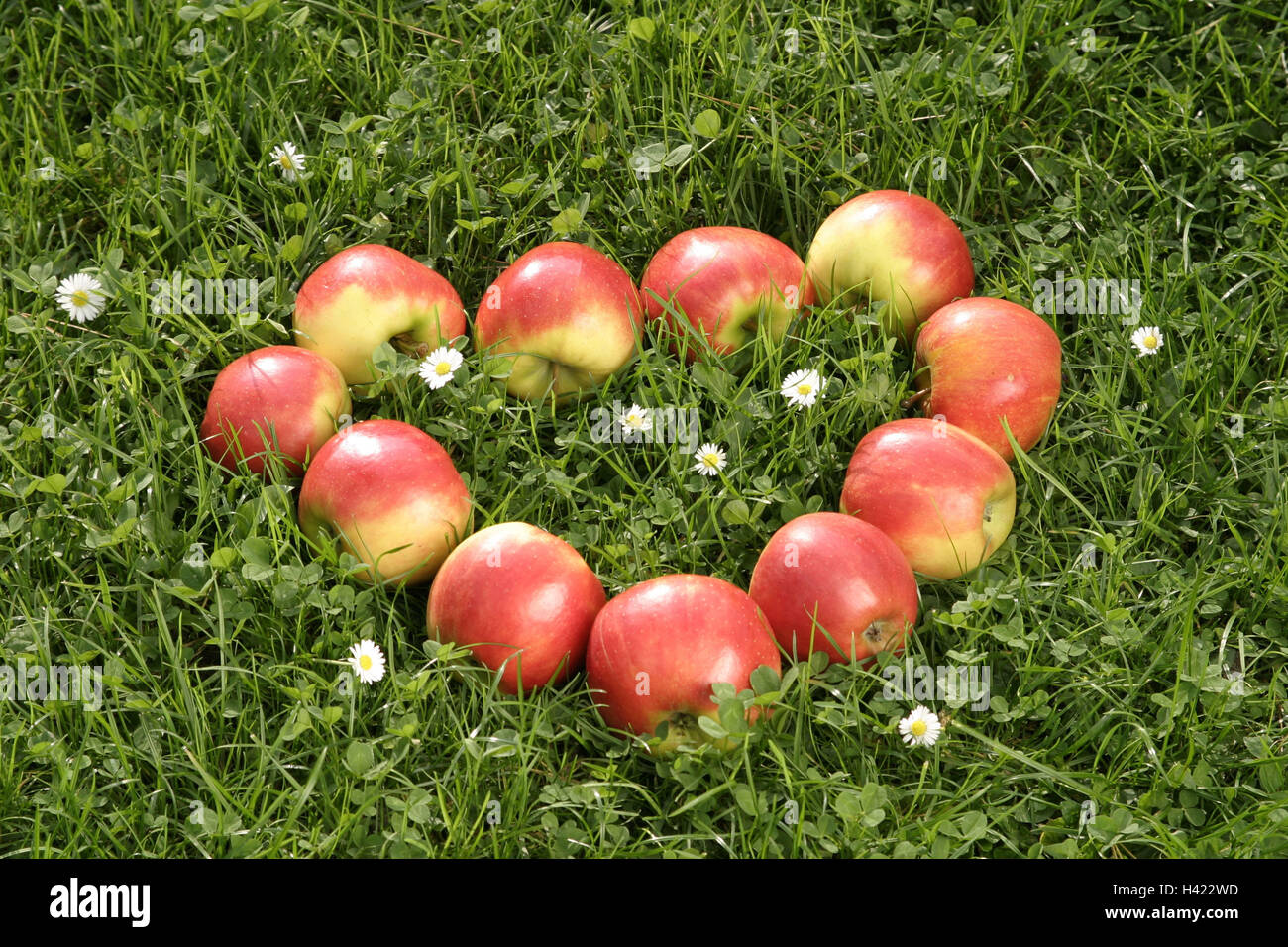 Meadow, apples, red, array, heart-shaped windfall, fruit, pomes, Malus ...